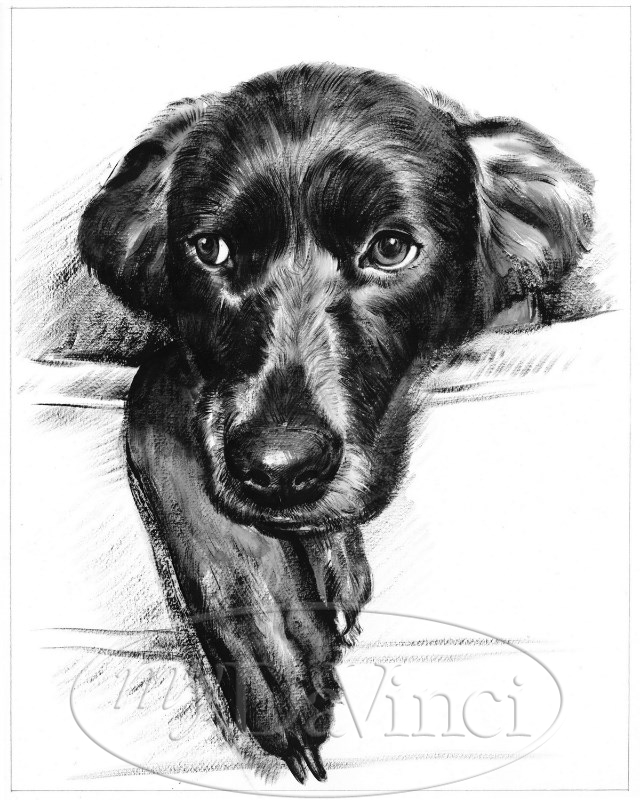 Hand Painted Ink Rendering Dog Portraits from Photos