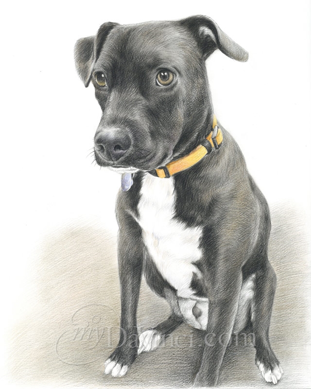 Hand-drawn Pet Portrait Colored Pencil Drawing & Illustration Pencil ...